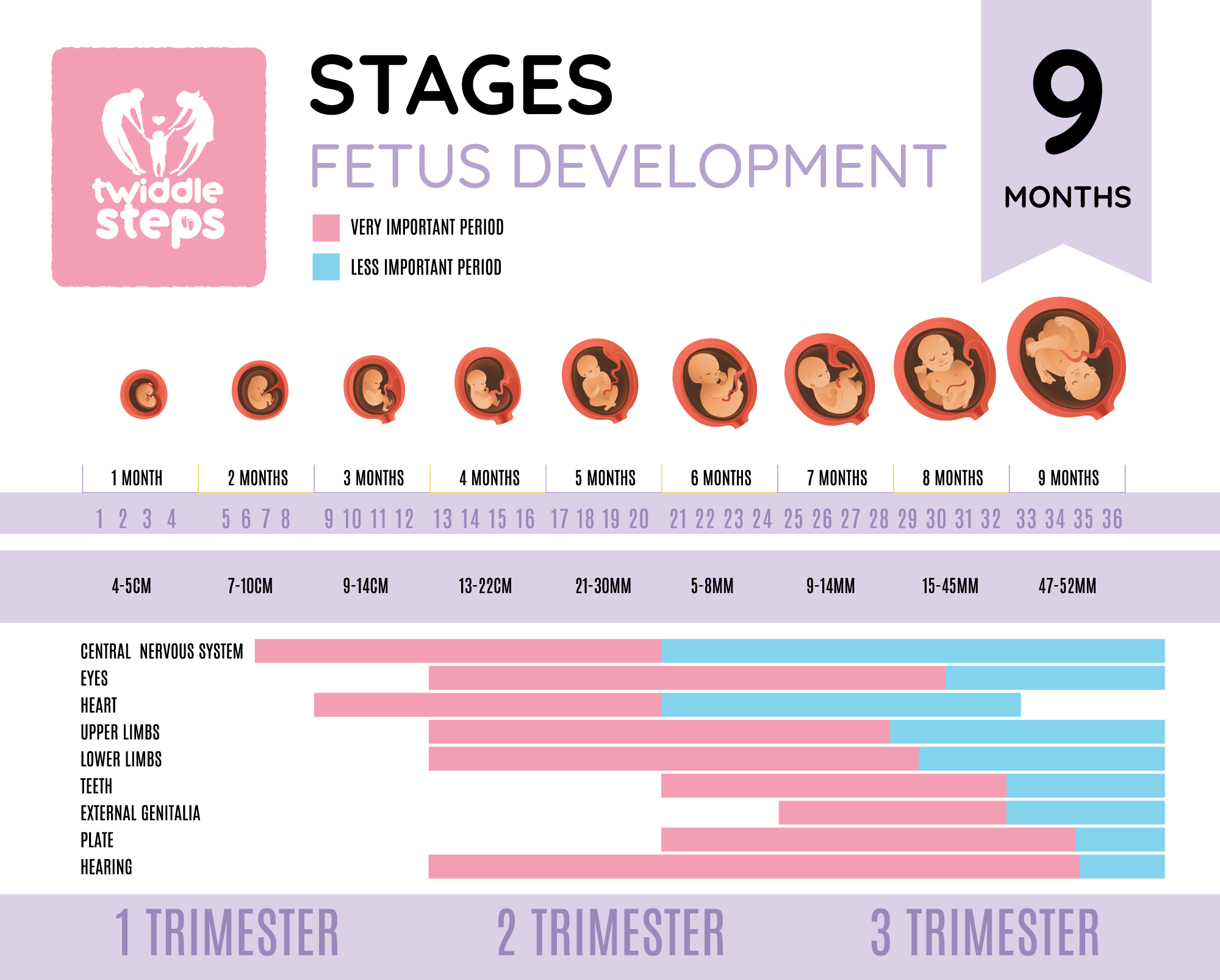 Understand About Fetus Development Stages Twiddle Steps Understand About Fetus Development Stages Twiddle Steps